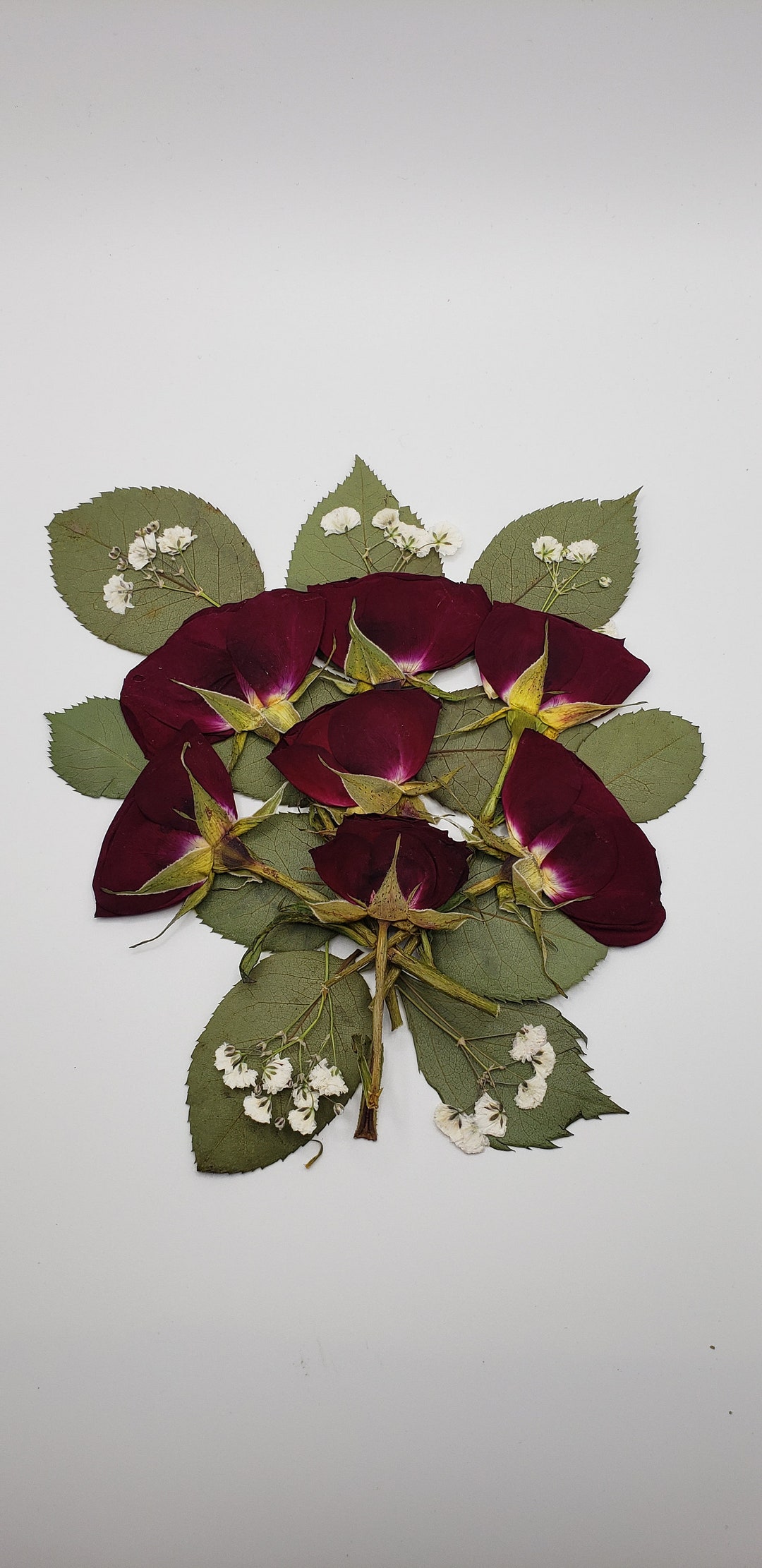 Pressed Red Rose Set - Etsy