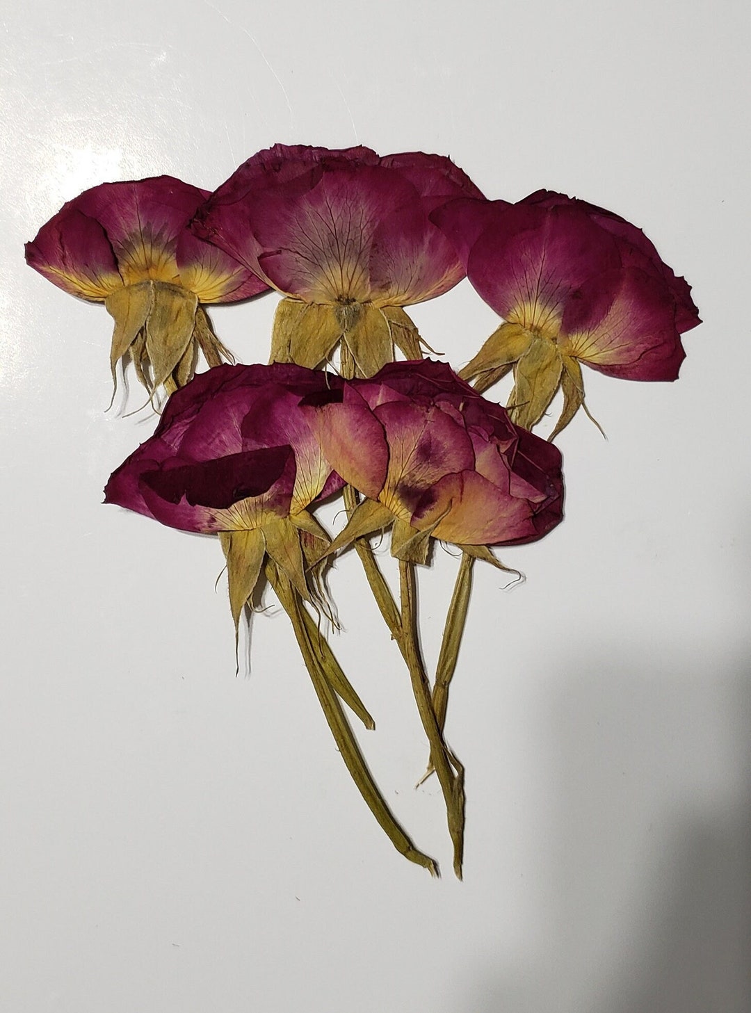 Pressed Purple Roses for Crafts, Dry Mini Roses, Flat Spray Roses ...