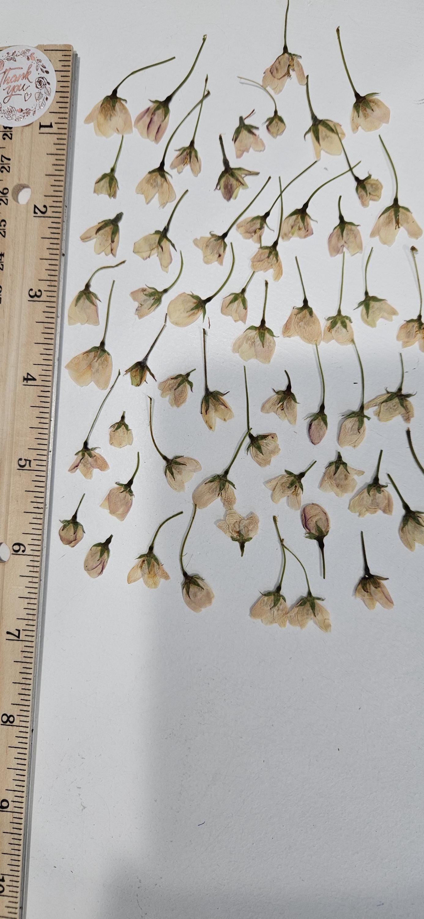 Pressed Spring Flower Buds, 30 Small Pieces - Etsy