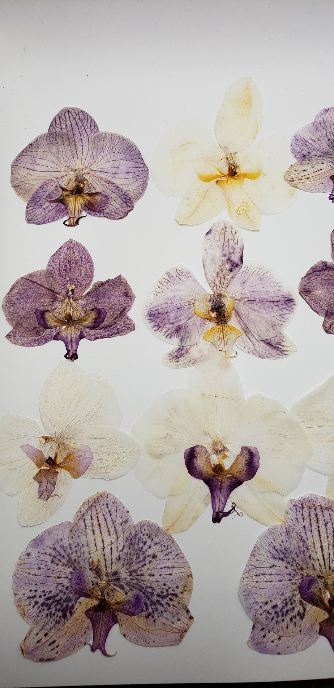 Pressed Orchid Flowers, for Dry Flower Crafts, for Jewelry, Resin ...