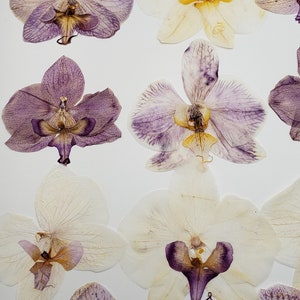 Pressed Orchid Flowers, for Dry Flower Crafts, for Jewelry, Resin ...