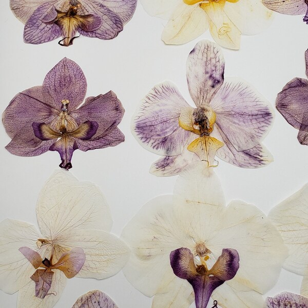 Orchid Flowers - Etsy