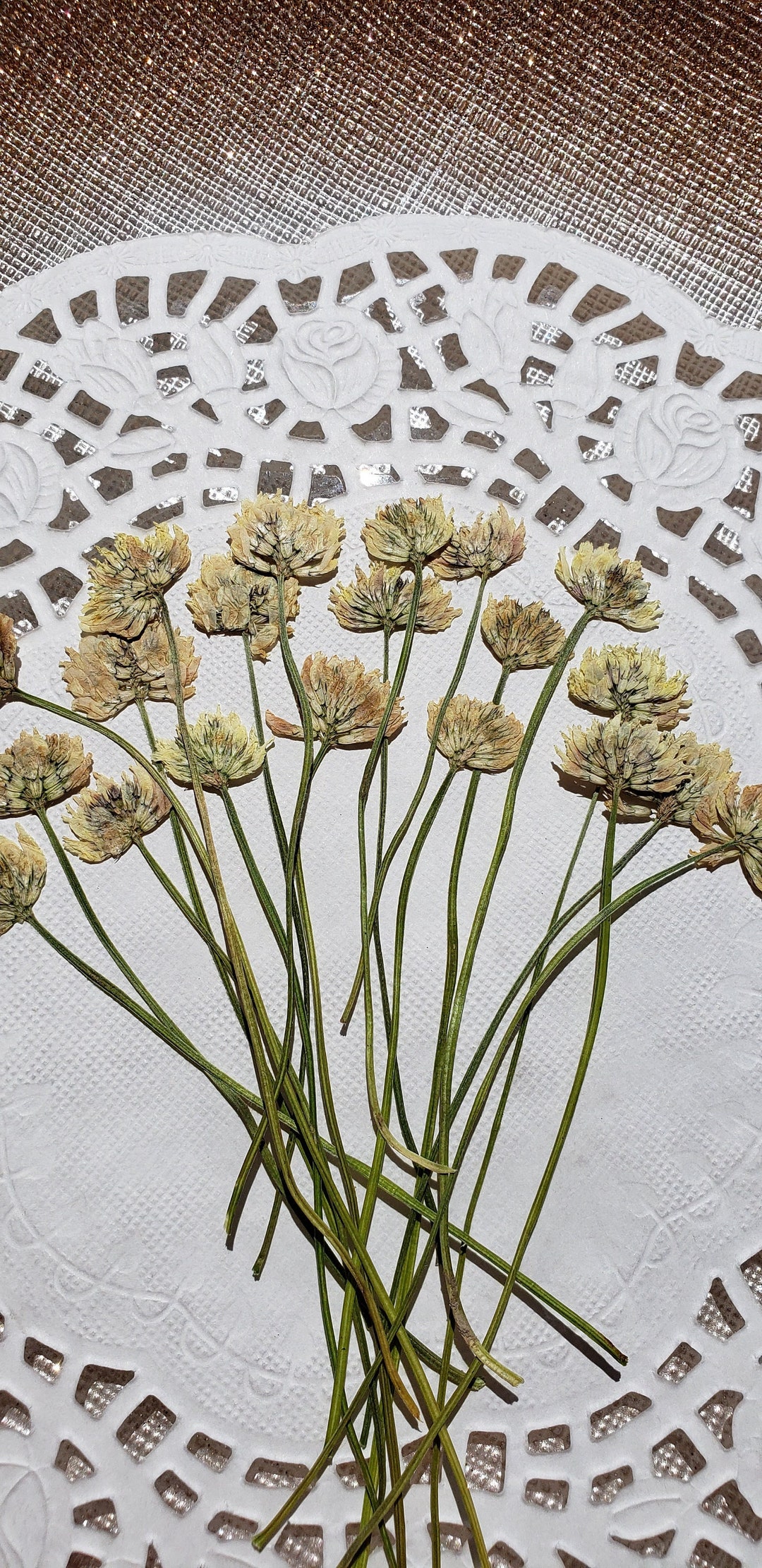 Pressed Dried Clover Flowers, Wild Flower for Crafts, Real Flower for ...