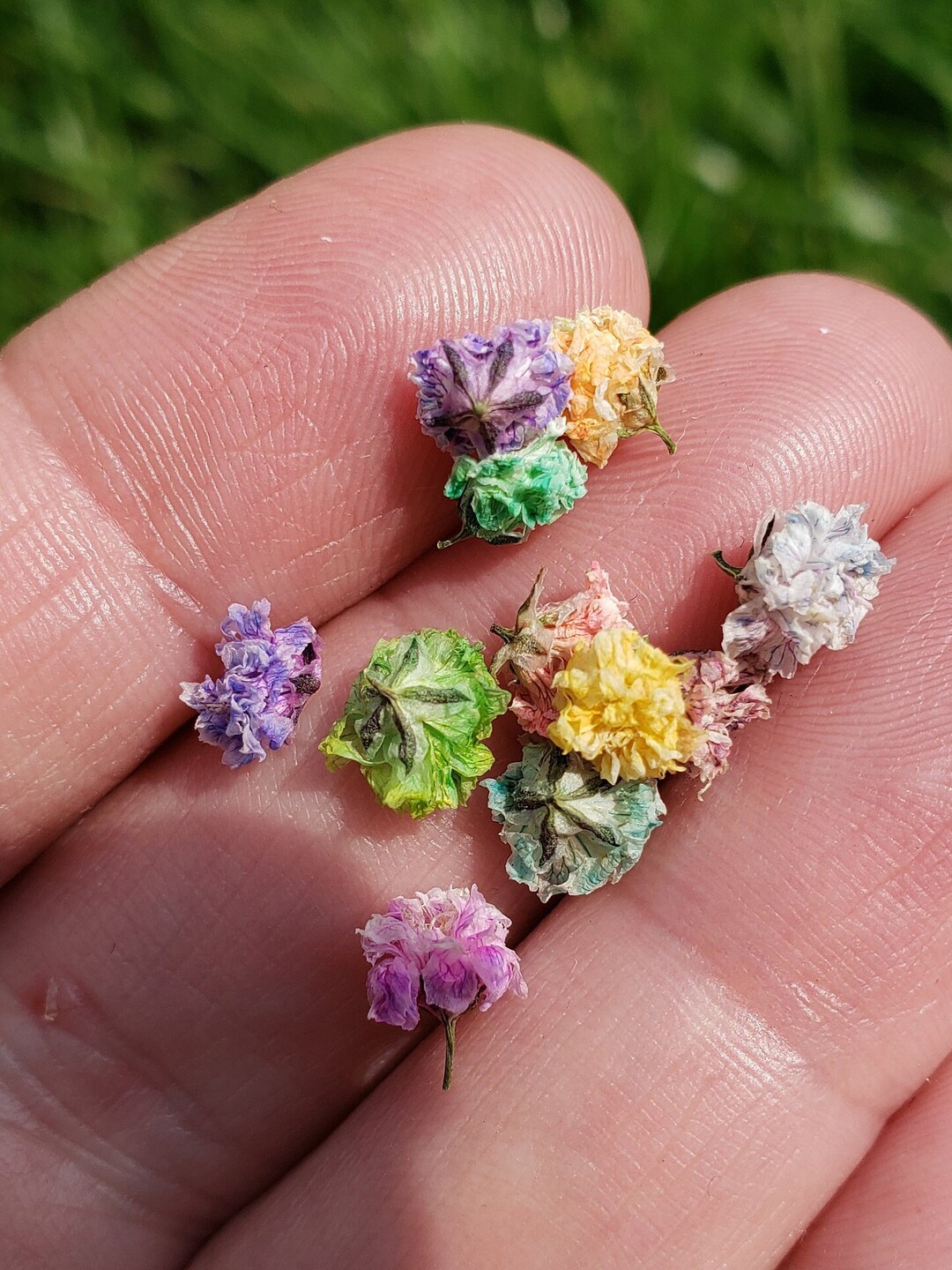 Multicolor Mini Flowers, Air Dried Babys Breath - Etsy