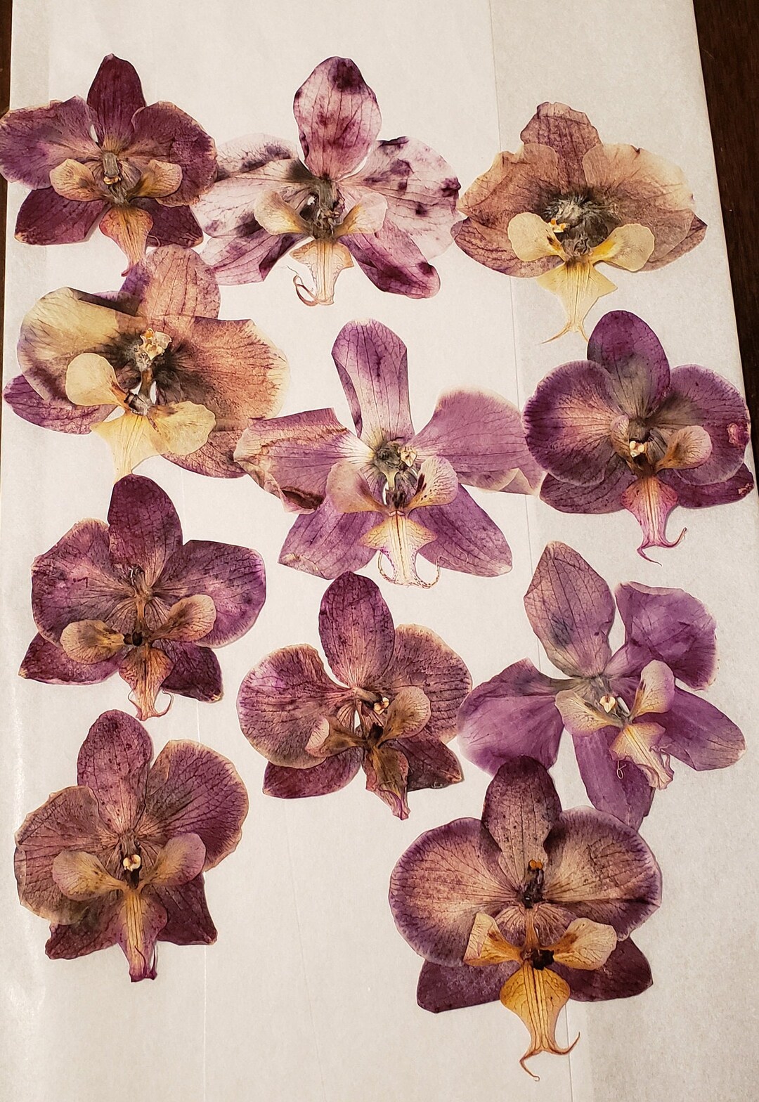 Pressed Dried black Orchids for Crafts for Resin - Etsy