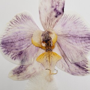Pressed Orchid Flowers, for Dry Flower Crafts, for Jewelry, Resin ...