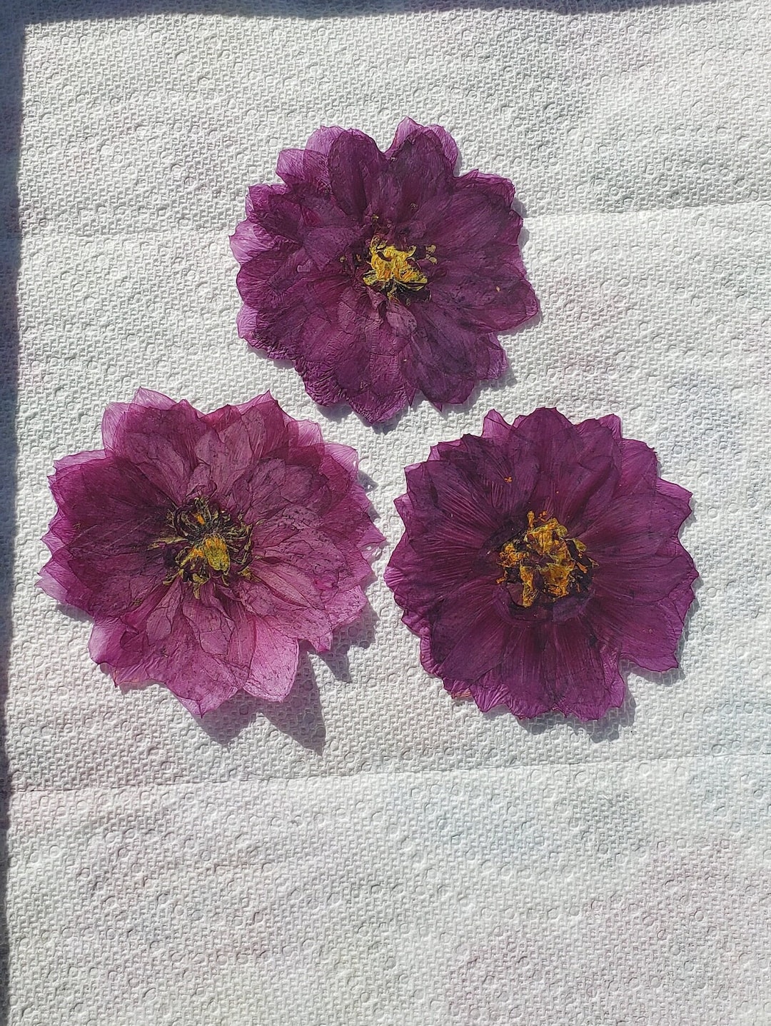 Pressed Purple Dahlia Flowers Flat Dry Flower Large Purple - Etsy