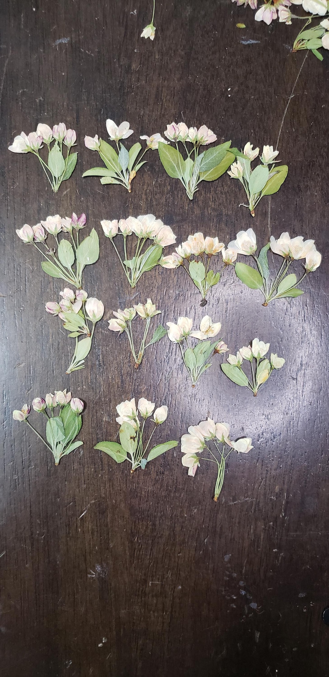 Spring Flower Buds, Pressed Flowers, 20 Pcs - Etsy