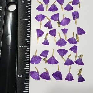Pressed Mini Statice, Small Flower for Resin - Etsy