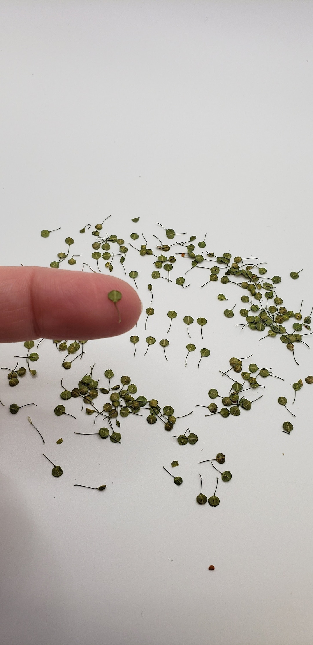 The Smallest Leaves for the Smallest Crafts, Natural Leaf for Small ...