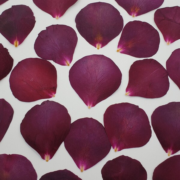 Real Rose Petal - Etsy