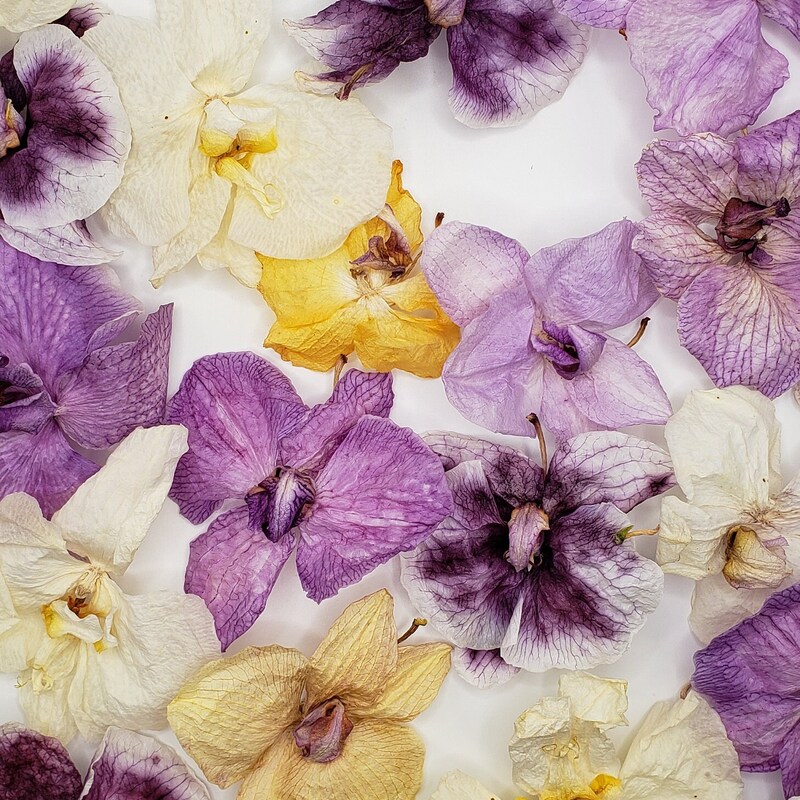 Dried Orchids Jewelry - Etsy