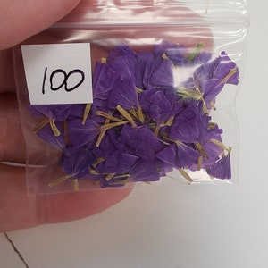 Pressed Mini Statice, Small Flower for Resin - Etsy