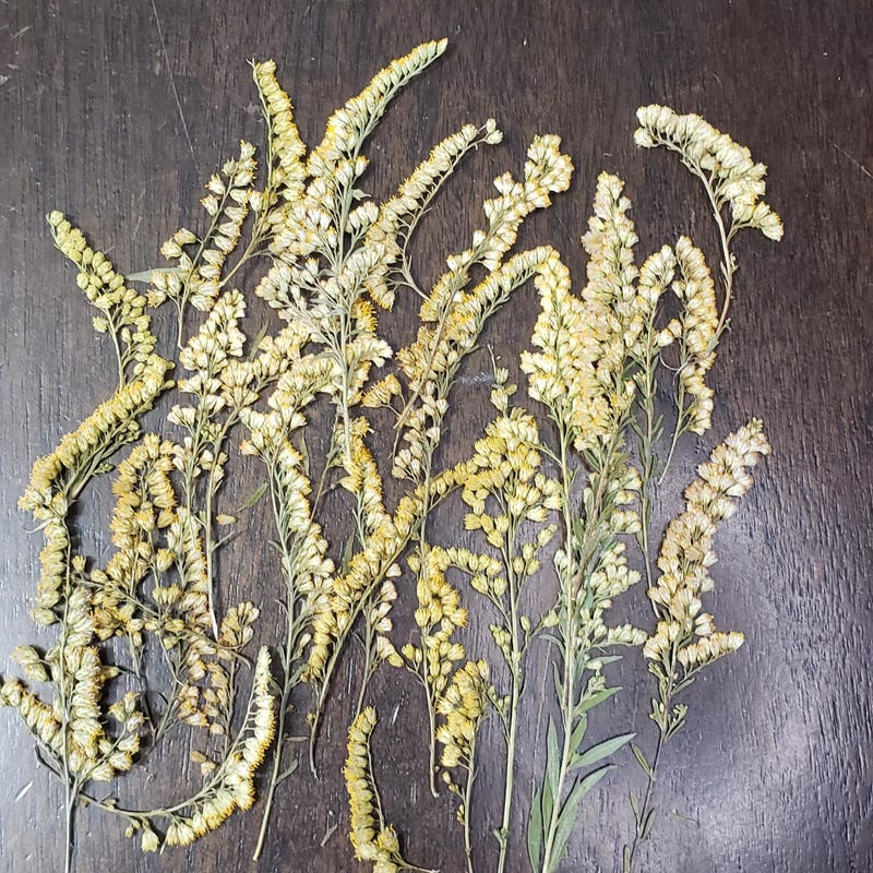 Goldenrod Flowers - Etsy