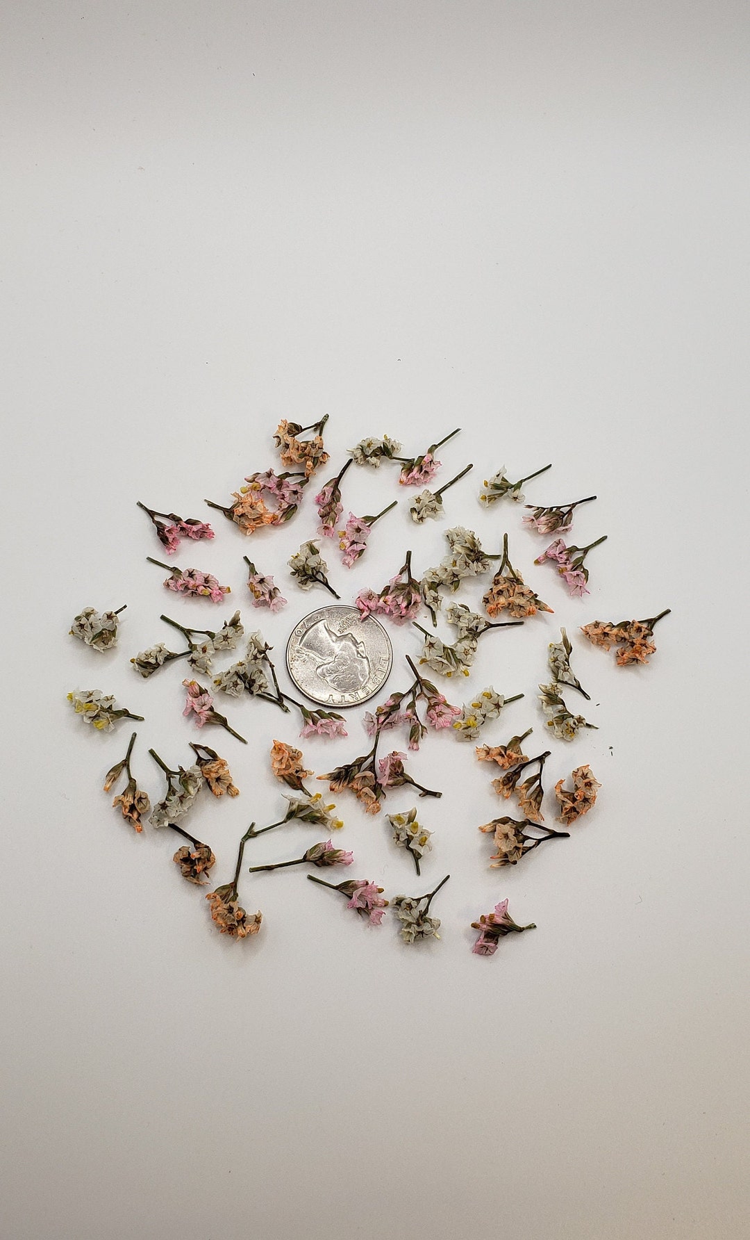 Tiniest German Statice Flowers for Crafts, Mini Flowers for Resin, for ...