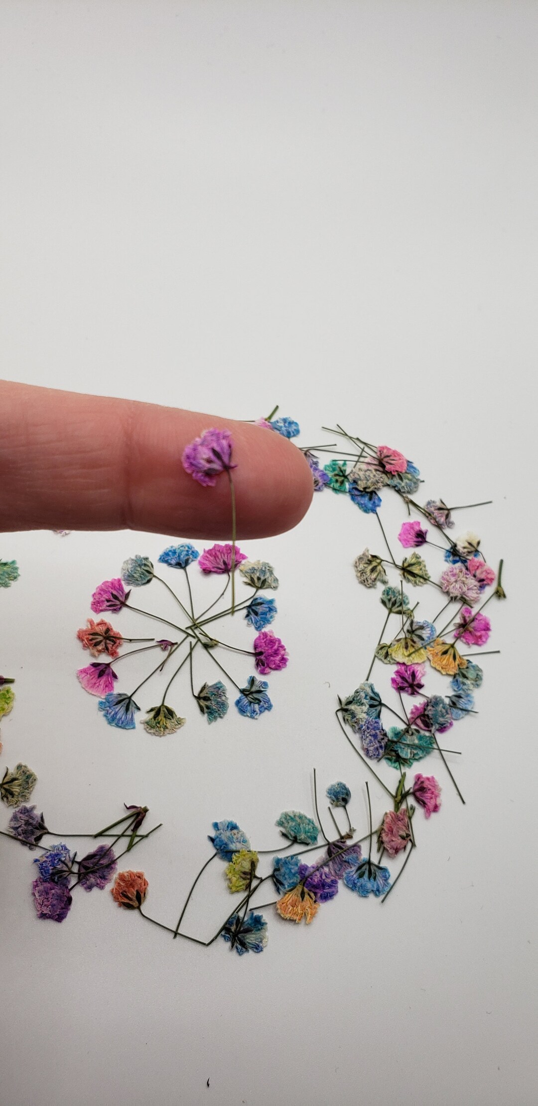 Mixed Color Mini Pressed Flowers, Tiny Flower for Small Crafts, for ...