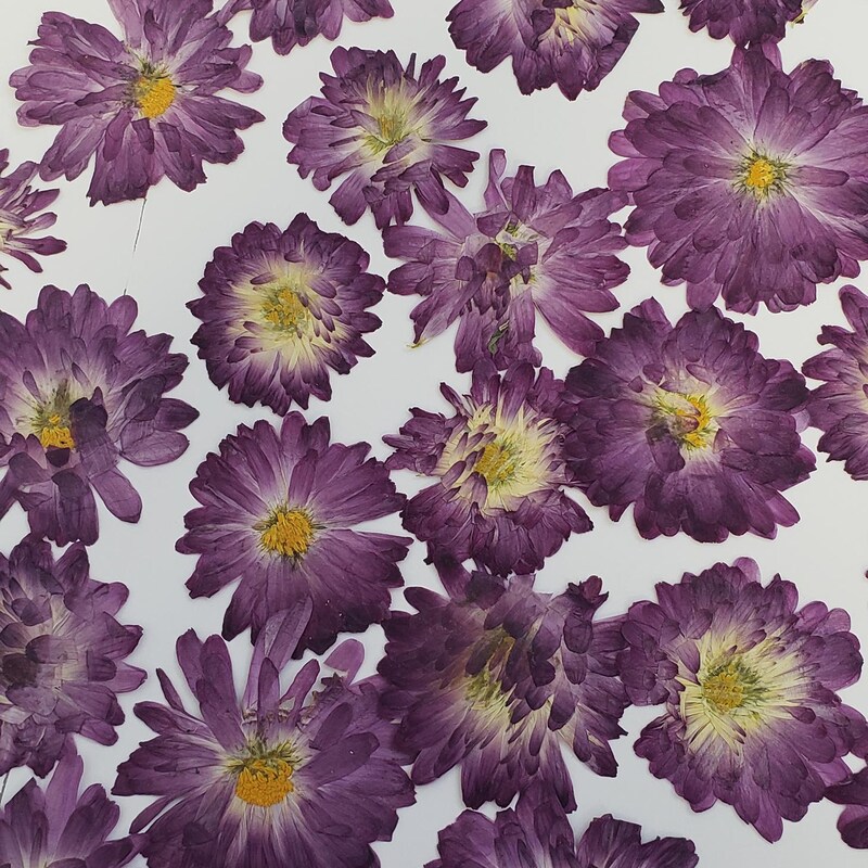 Pressed Flower - Etsy