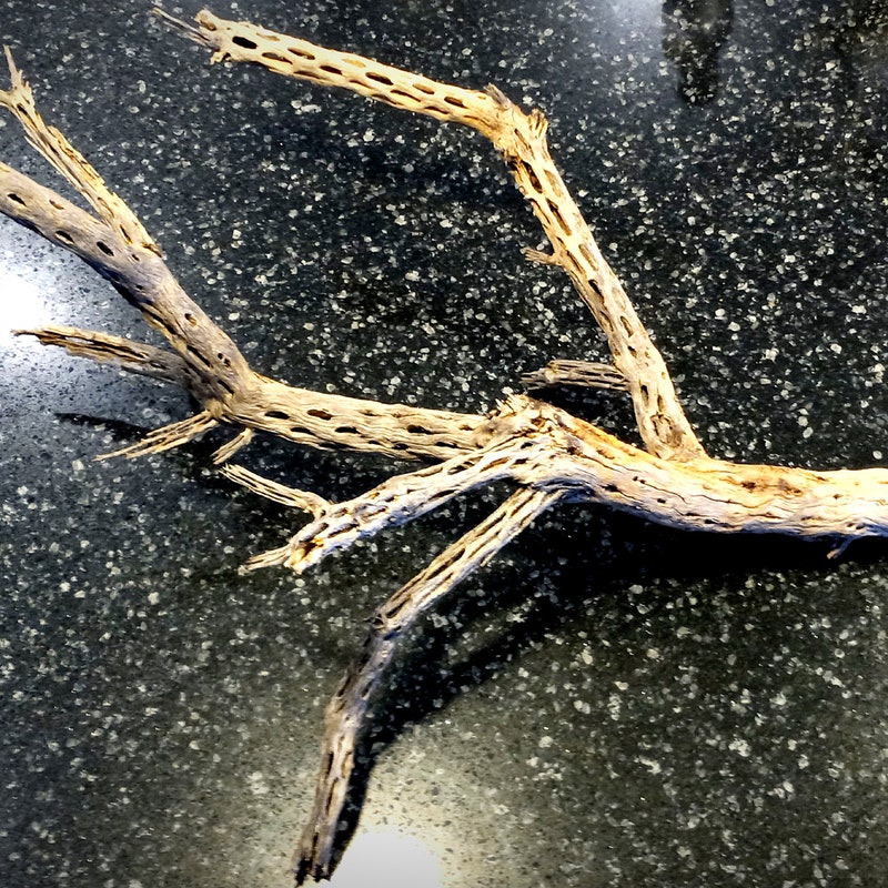 Cactus Skeleton - Etsy