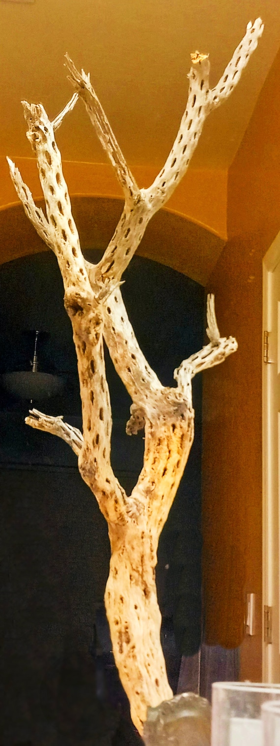 Cholla Cactus Skeleton Art