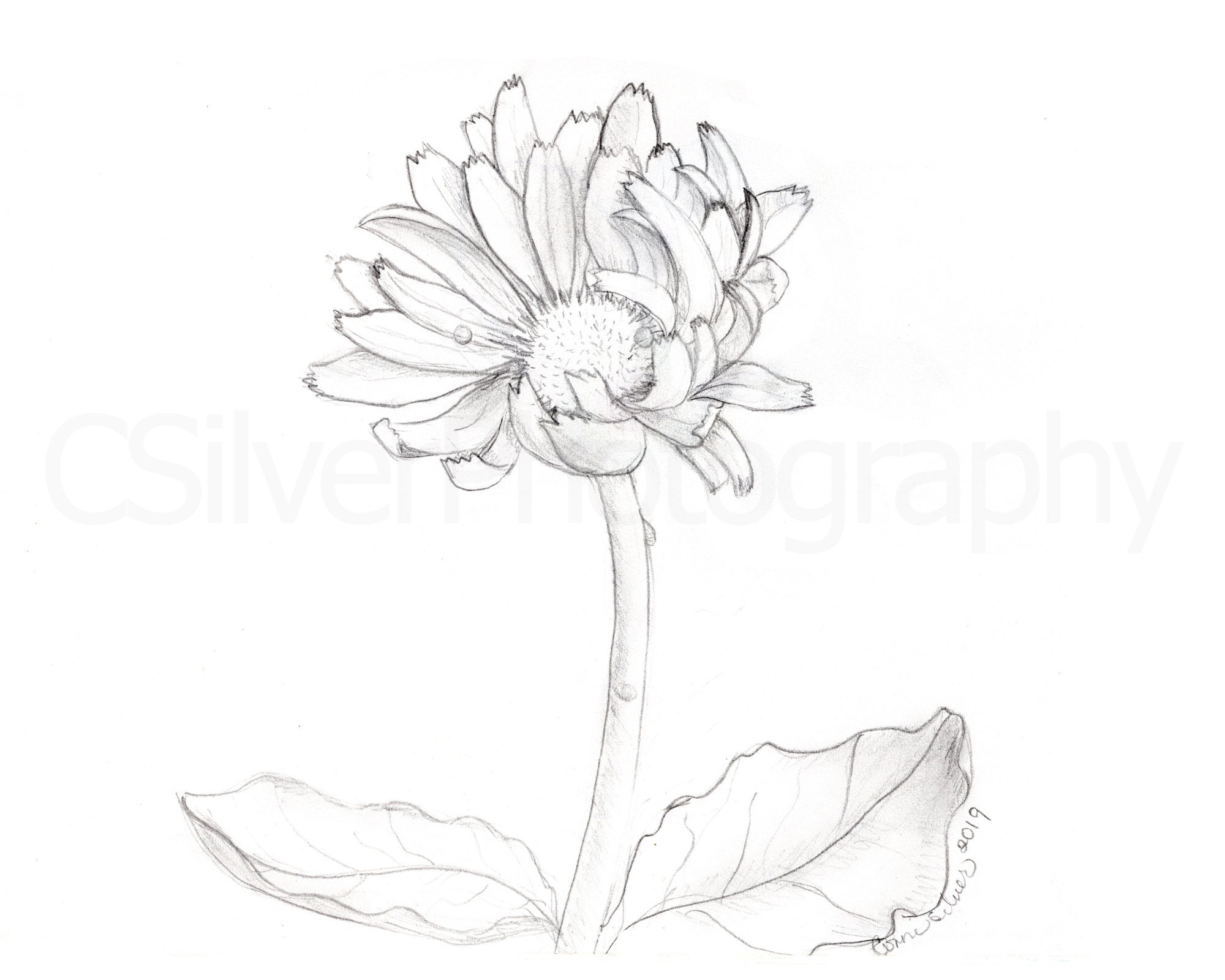 Gerber Daisy Line Drawing