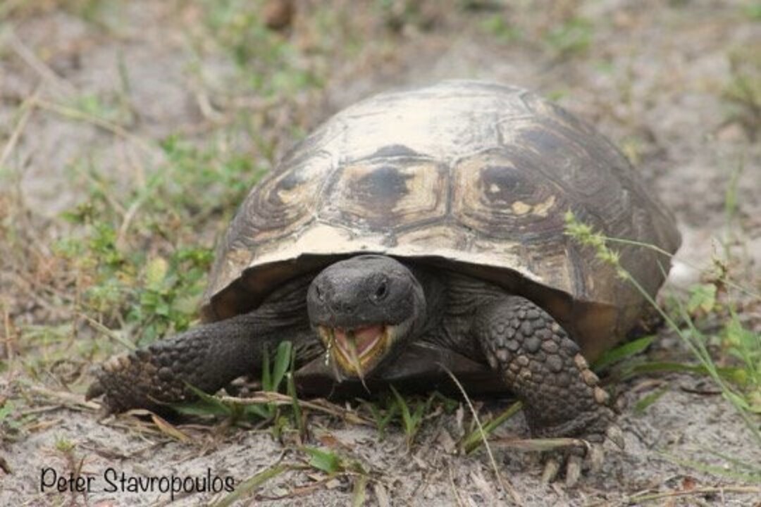 Gopher Tortoise - Etsy