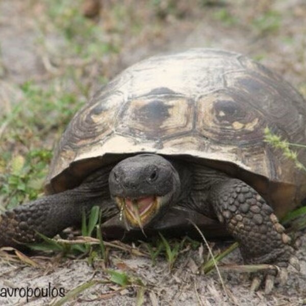 Gopher Tortoise Art - Etsy