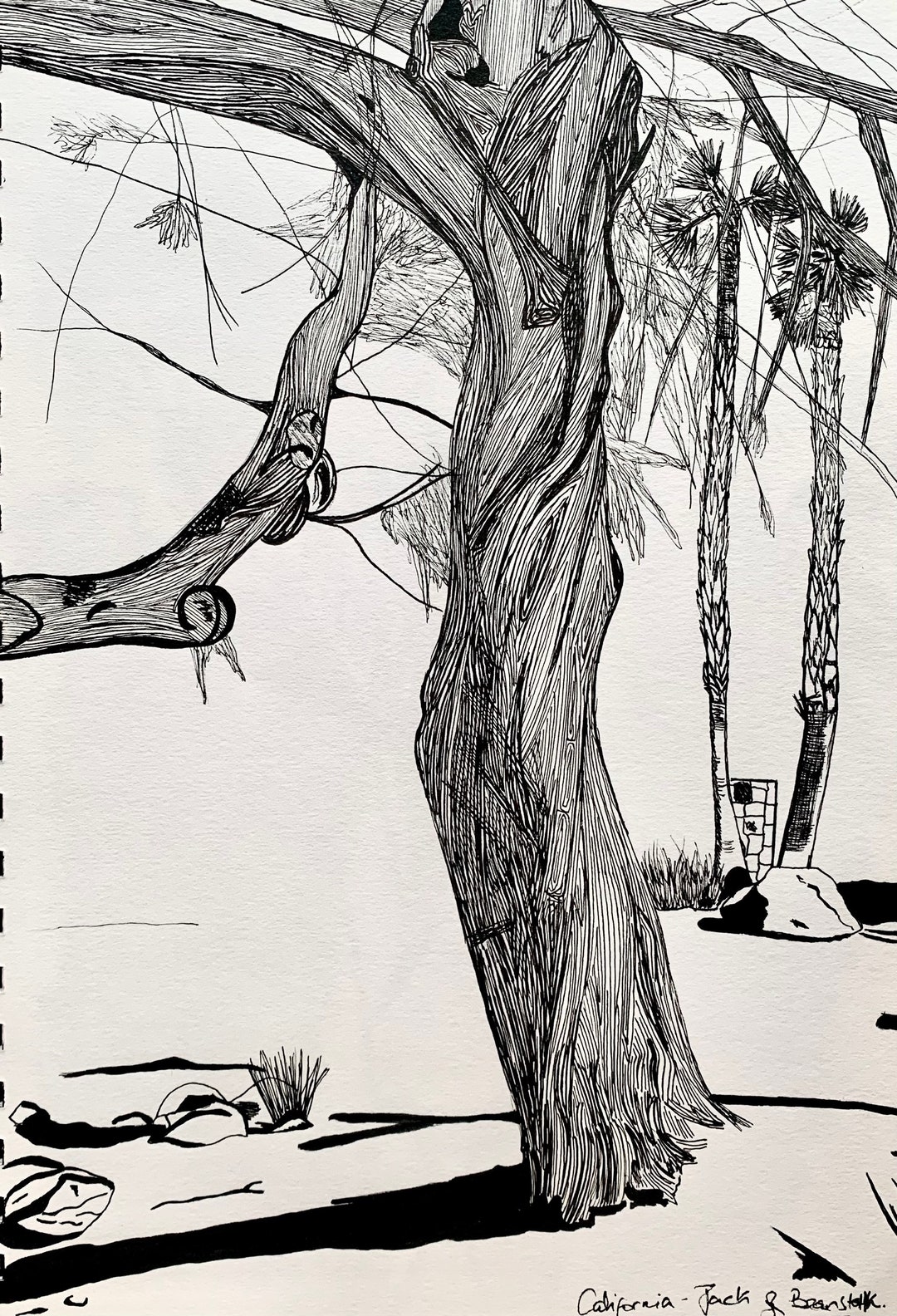 Line Drawing Jack & the Beanstalk California - Etsy