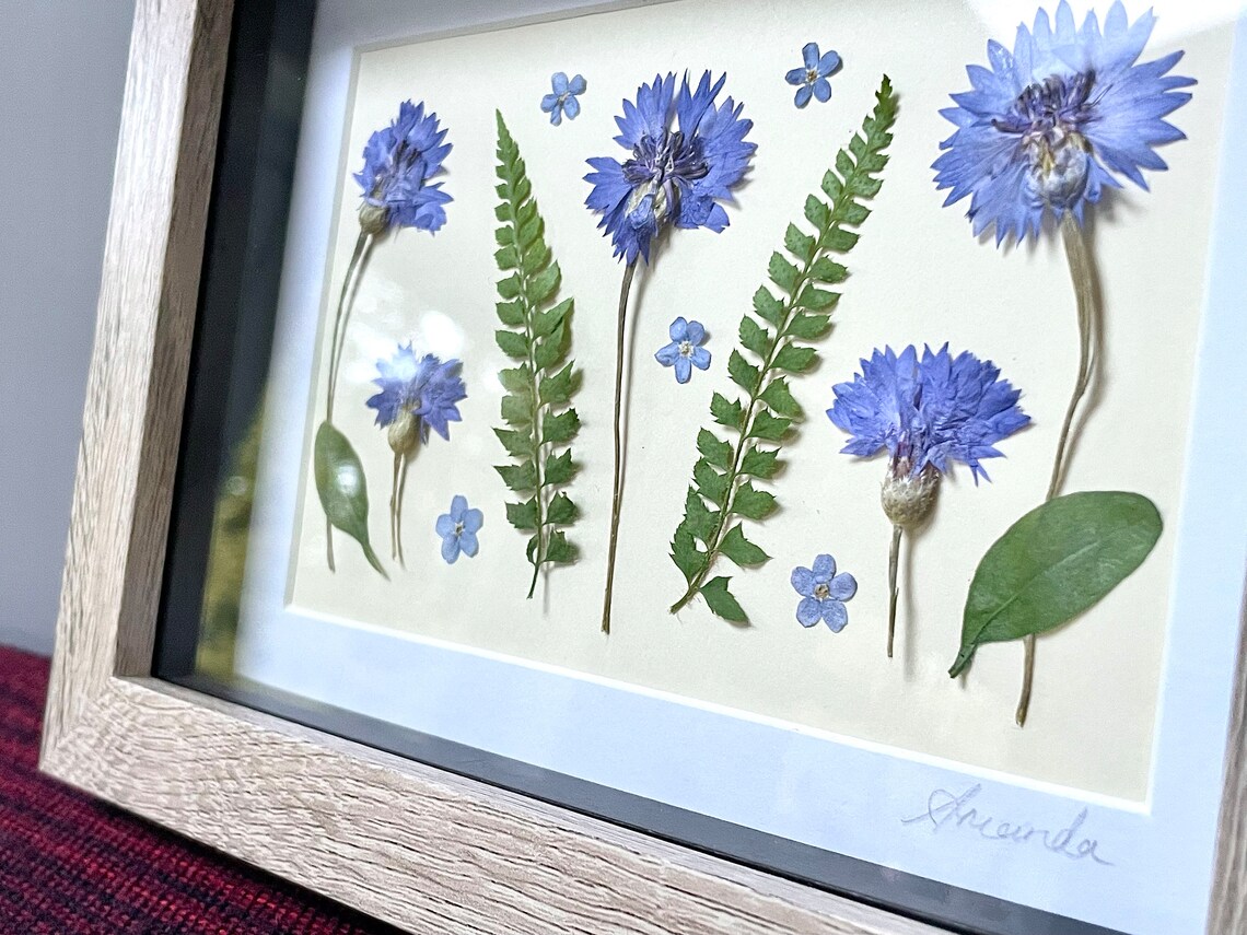 Cornflower, Forget-me-not and Fern Real Pressed Botanical Art Framed ...
