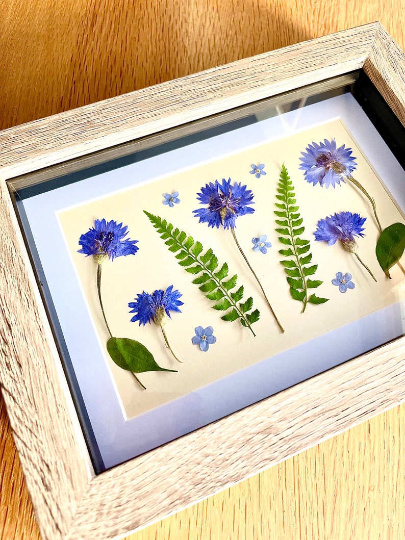 Cornflower, Forget-me-not and Fern Real Pressed Botanical Art Framed ...