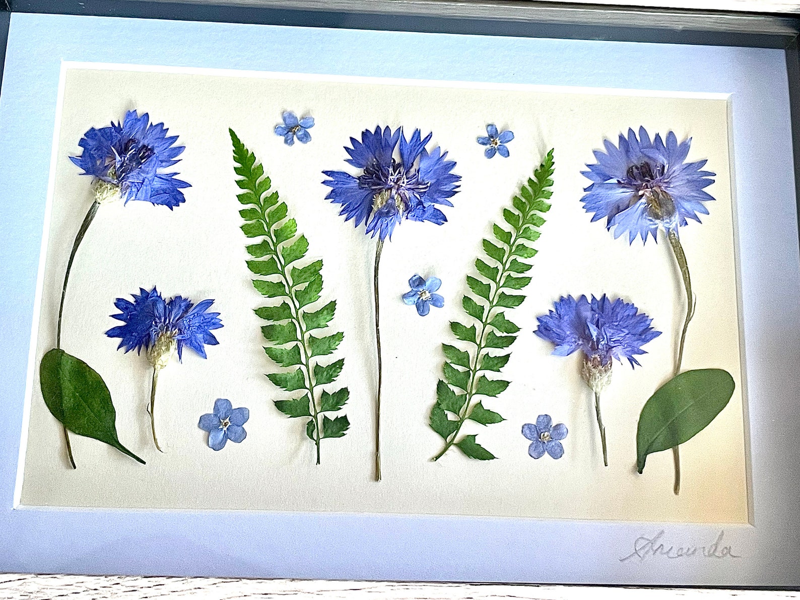 Cornflower, Forget-me-not and Fern Real Pressed Botanical Art Framed ...