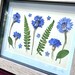 Cornflower, Forget-me-not and Fern Real Pressed Botanical Art Framed ...