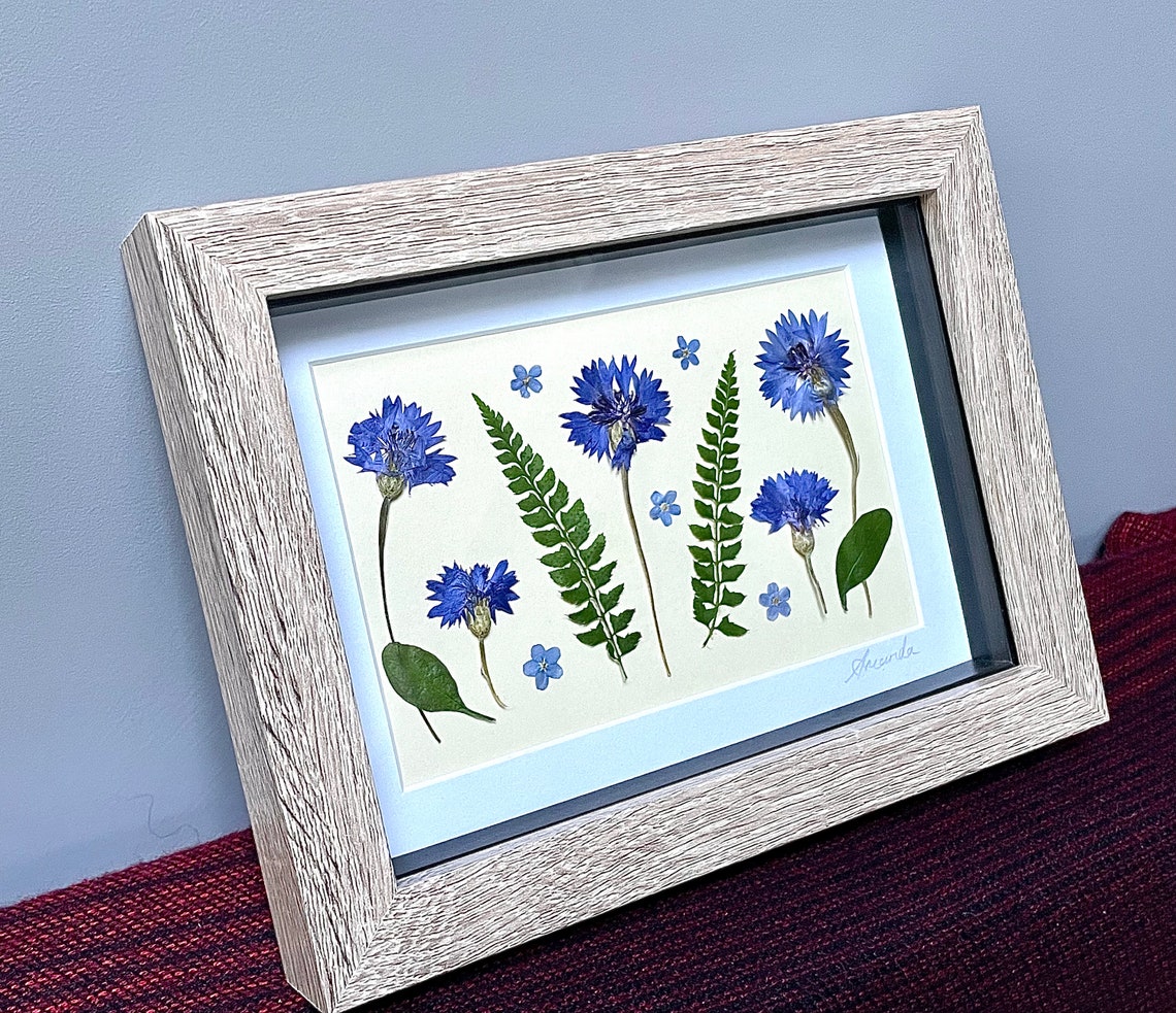Cornflower, Forget-me-not and Fern Real Pressed Botanical Art Framed ...