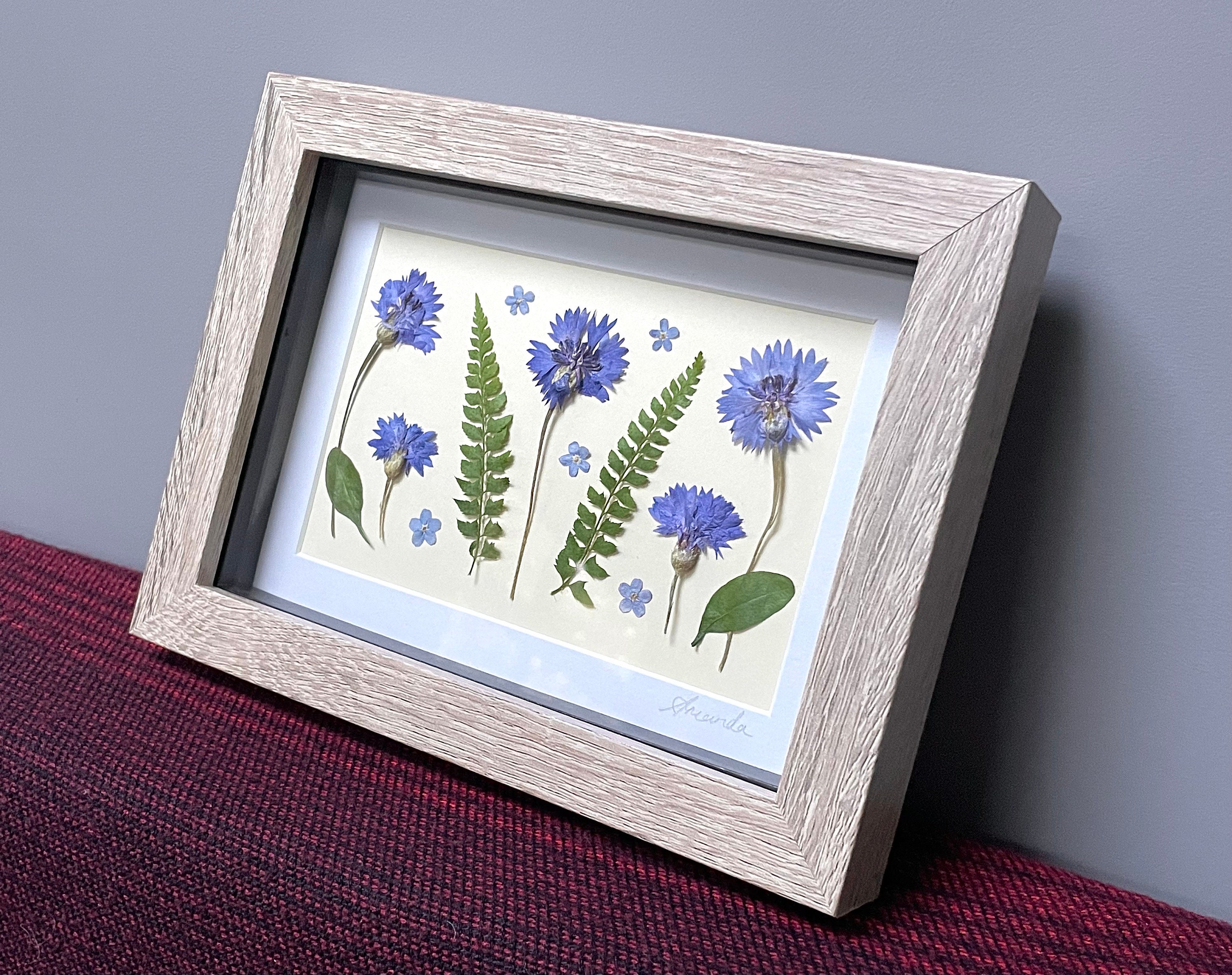 Cornflower, Forget-me-not and Fern Real Pressed Botanical Art Framed ...
