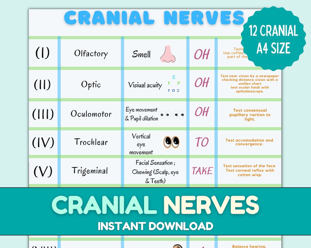 Cranial Nerves Cranial Nerve Sheet Nursing Fundamentals - Etsy.de