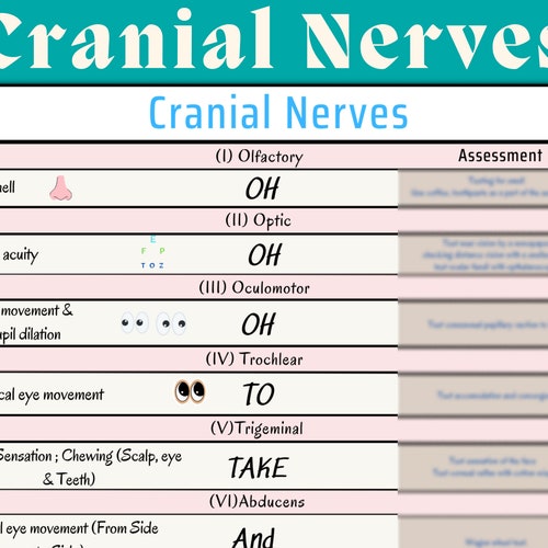 Routine EEG Cheat Sheet - Etsy Hong Kong