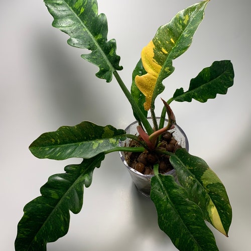 Philodendron Ring of Fire Philodendron Ring of Fire - Etsy