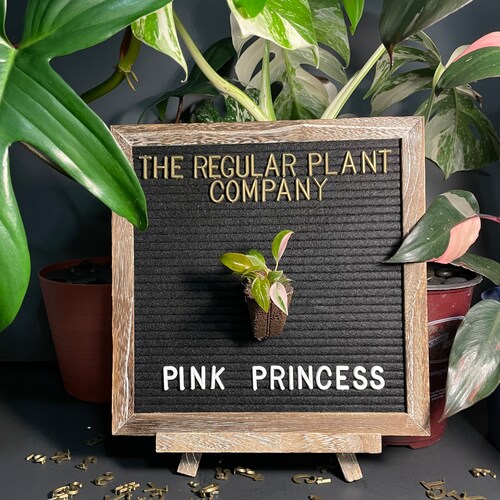Philodendron Persimmon Princess - Etsy