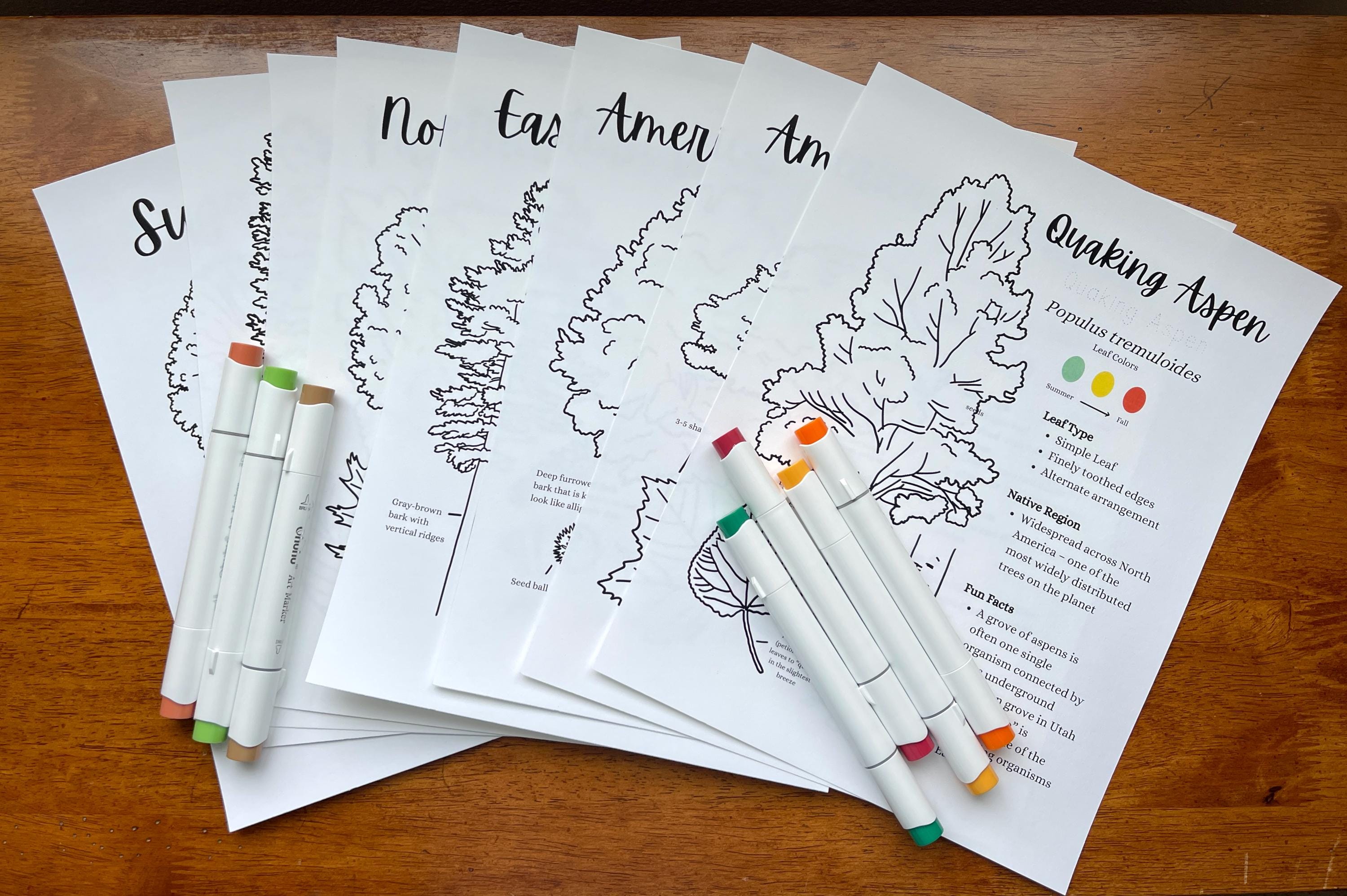 North American Tree Identification Pack | 8 Nature Study Coloring Pages ...