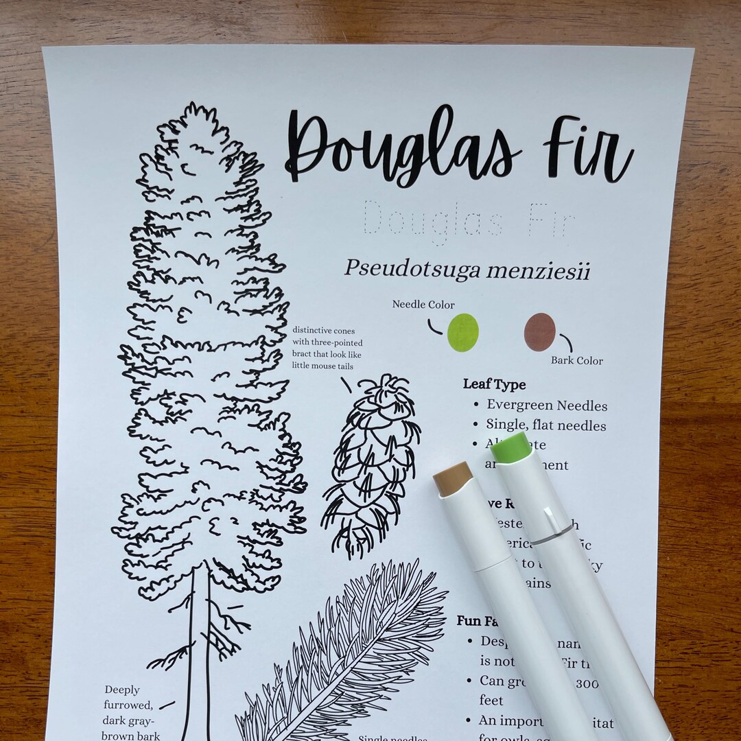 Douglas Fir Nature Study Coloring Page | Homeschool Tree Identification ...