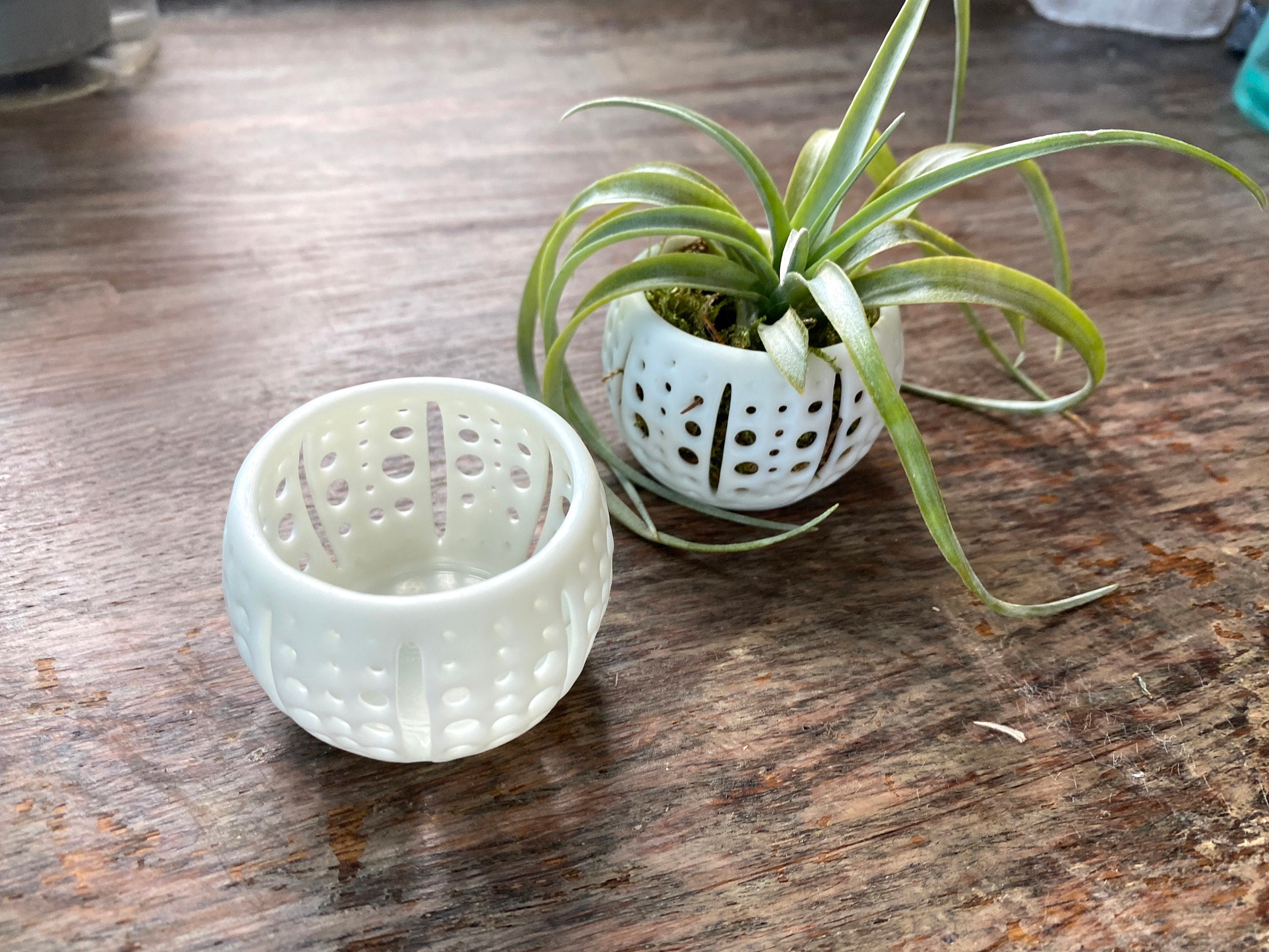 Air Plant Pots Sea Urchin 3D Printed SET of 3 - Etsy