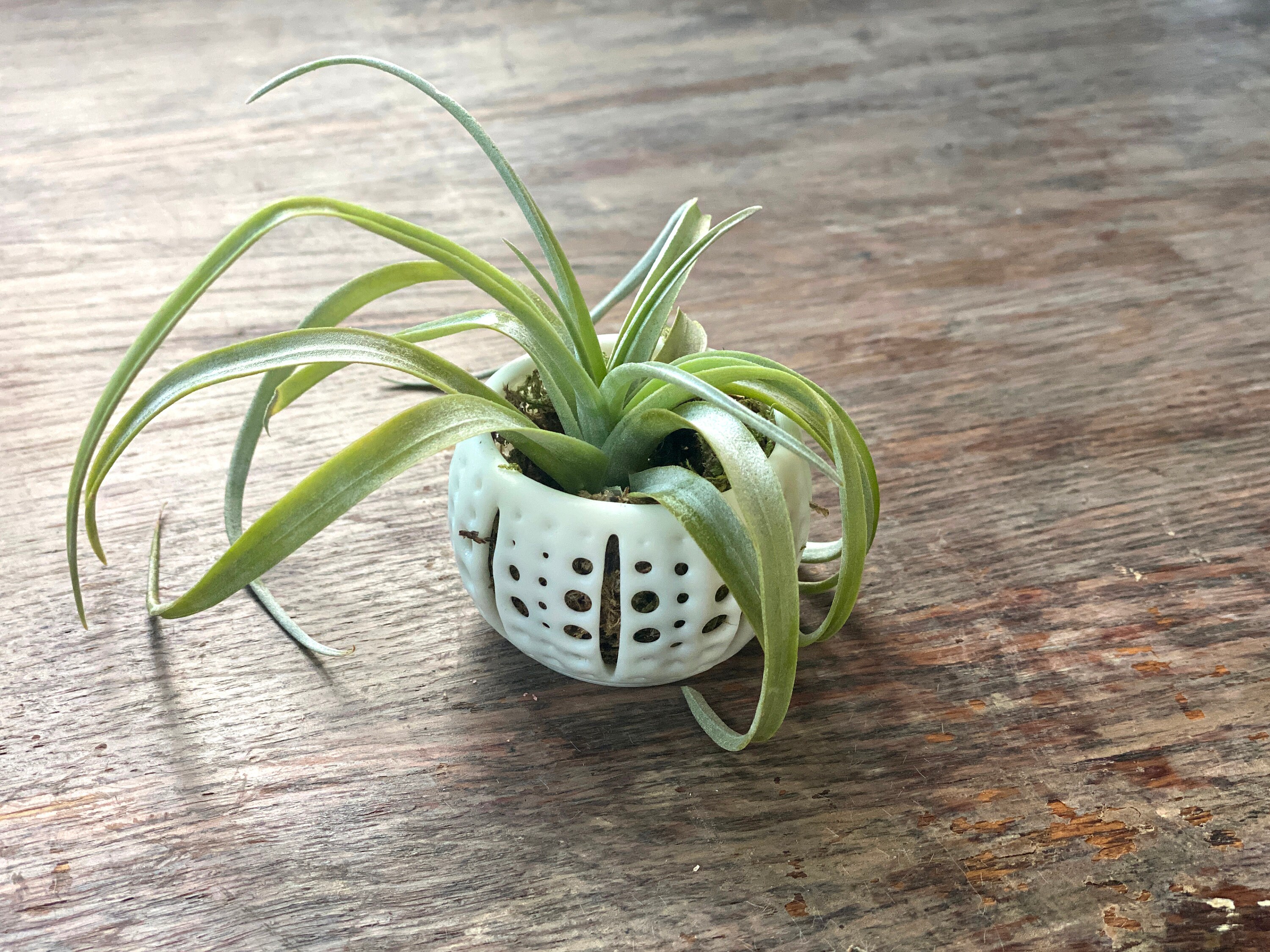 Air Plant Pots Sea Urchin 3D Printed SET of 3 - Etsy