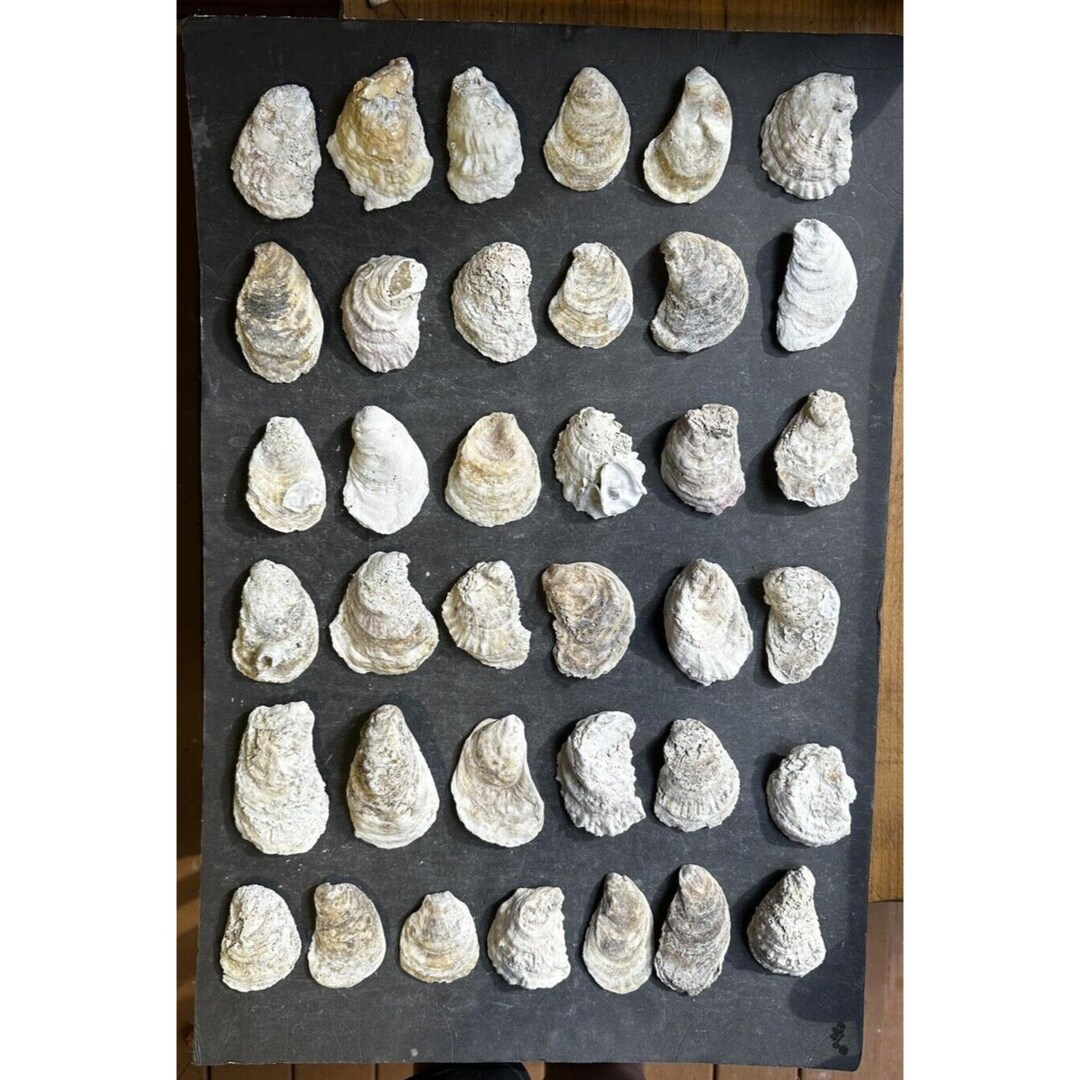 37 Lot Large Round Oyster Shells Cup Crafts Wedding Ornaments Coast ...
