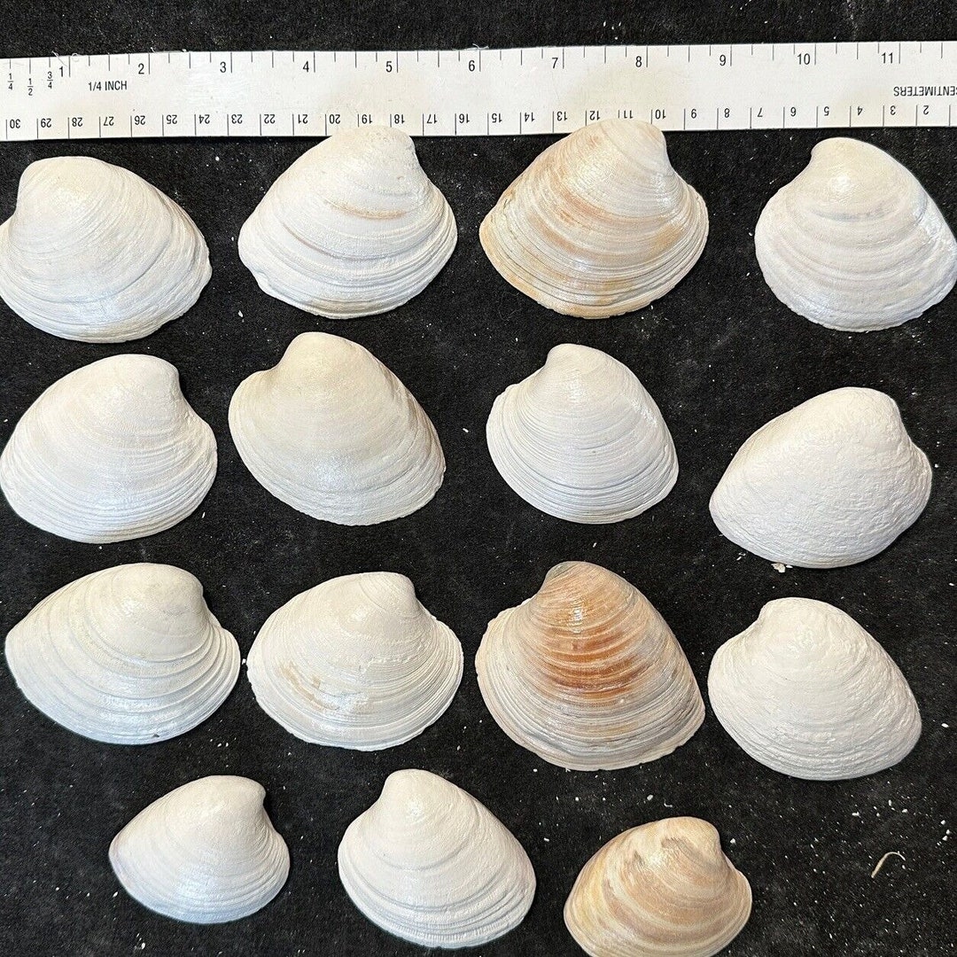 Sealer on Top Clam Shells Lot 15 Crafts Art Wedding Ornament Sun ...
