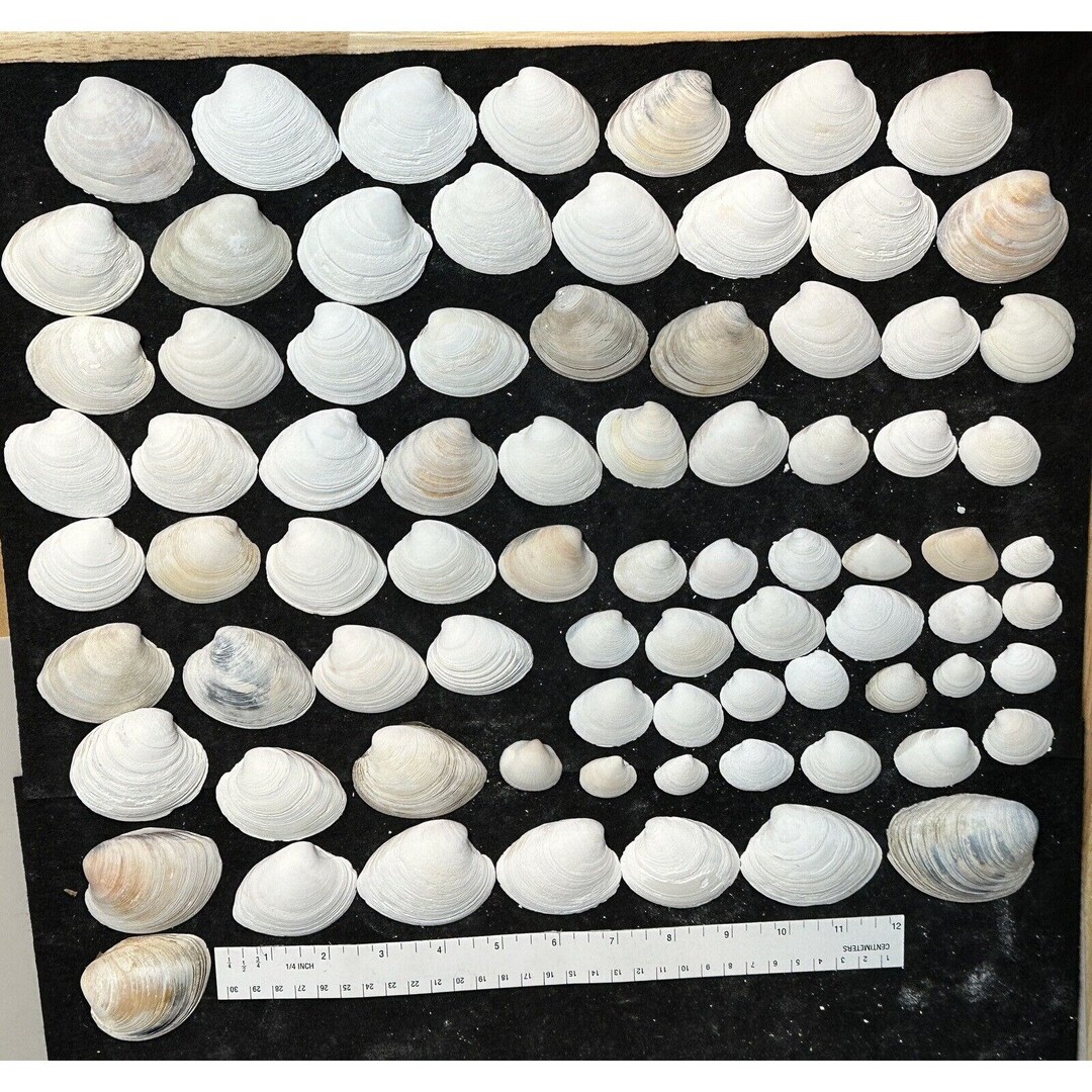 SC Clam Shells Lot 80 Crafts Art Wedding Ornaments Sun Bleached ...