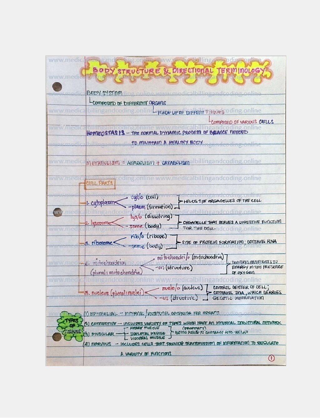 17-page PDF File of the Handwritten Summarized Notes About Body ...