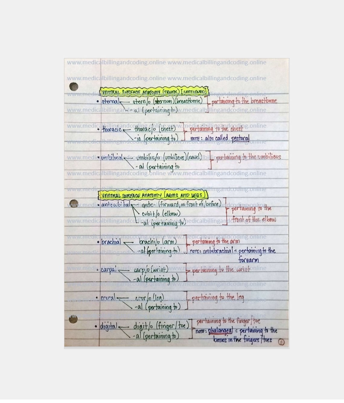 17-page PDF File of the Handwritten Summarized Notes About - Etsy