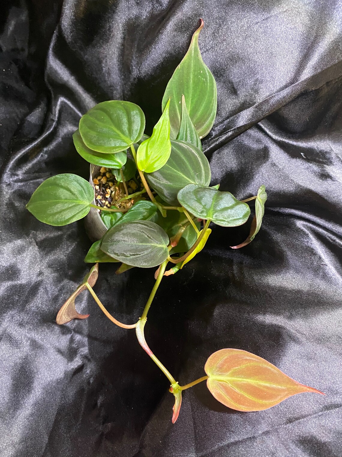 Philodendron Mican - Etsy