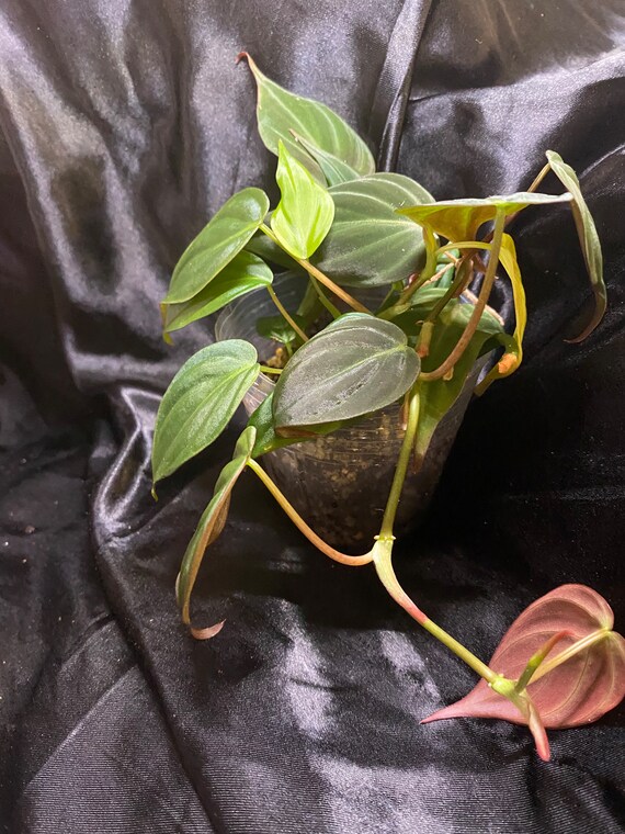 Philodendron Mican - Etsy