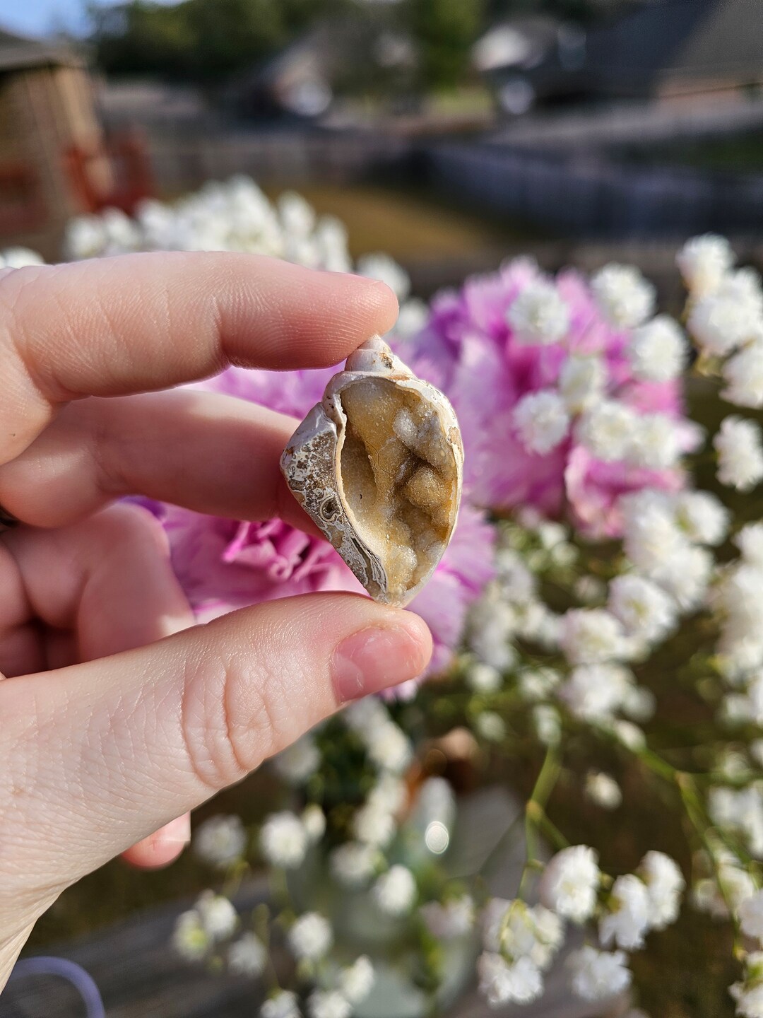 Crystallized Sea Shells - Etsy