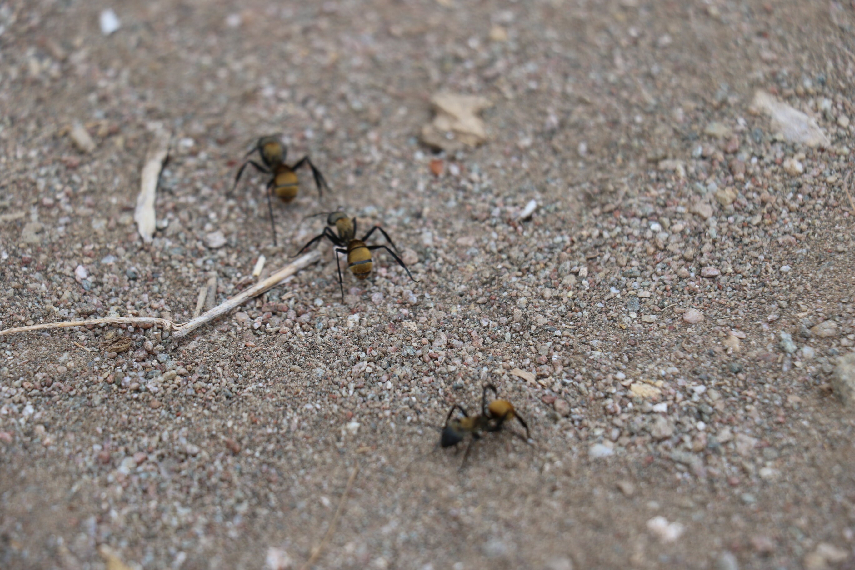 The Golden Ant Pin - Etsy